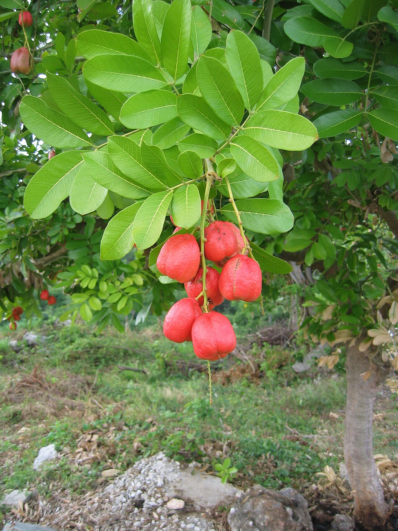 Ackee — FruitsDex